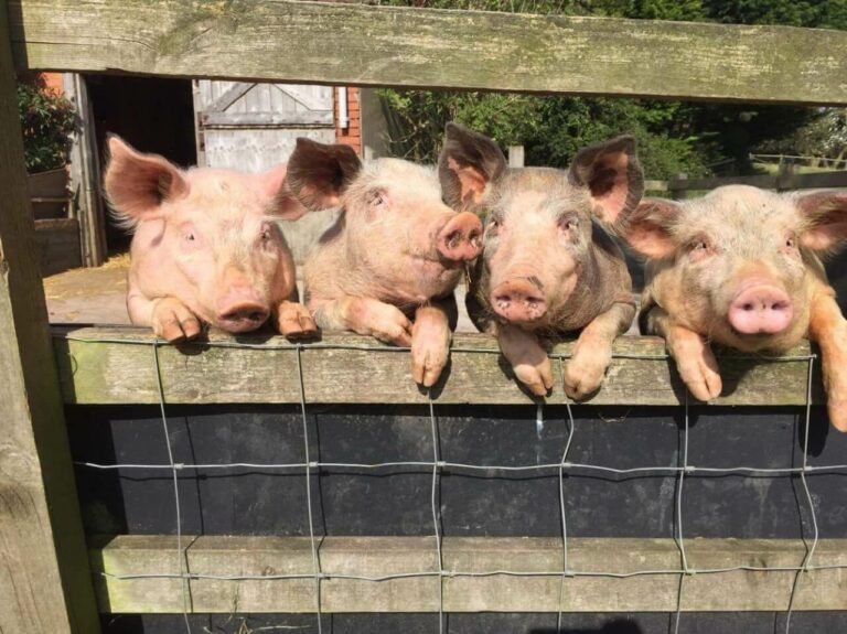 Home - Court Farm Country Park